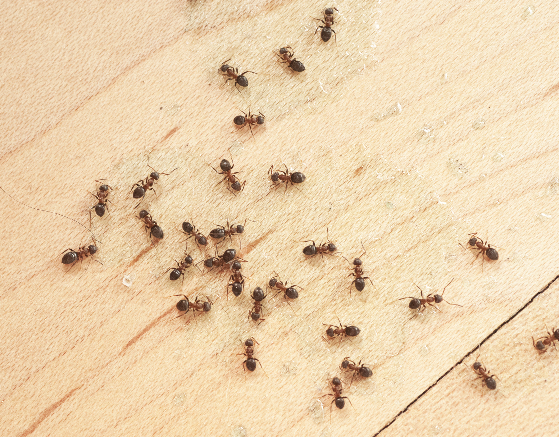 The 8 Most Common Types of Ants in Texas | Picture Identification