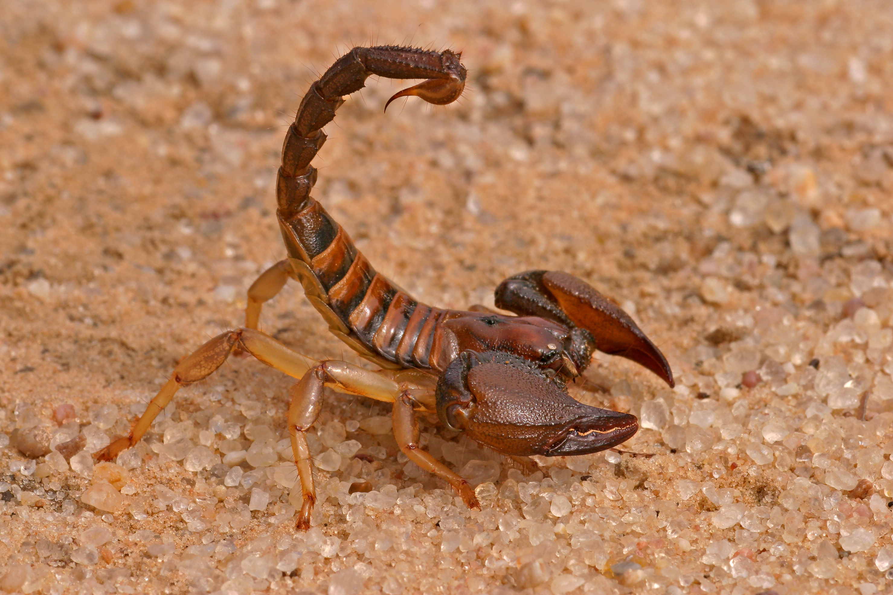 What Attracts Scorpions to Homes? | Justice Pest Services
